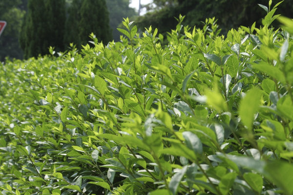 Wintergrüner Liguster 'Atrovirens' - Ligustrum vulgare 'Atrovirens ...
