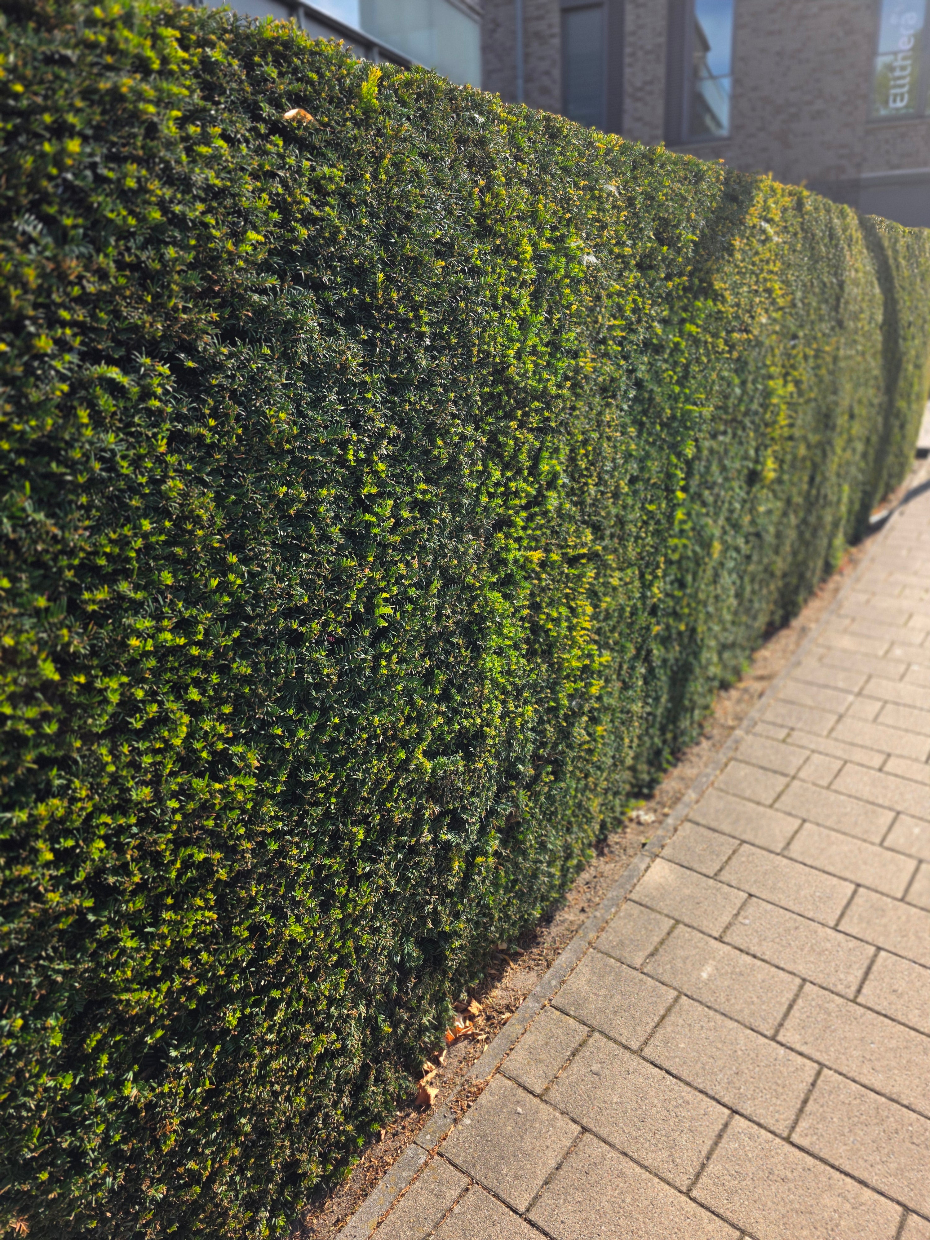 Heimische Eibe - Taxus baccata – Baumschule-Garten.de