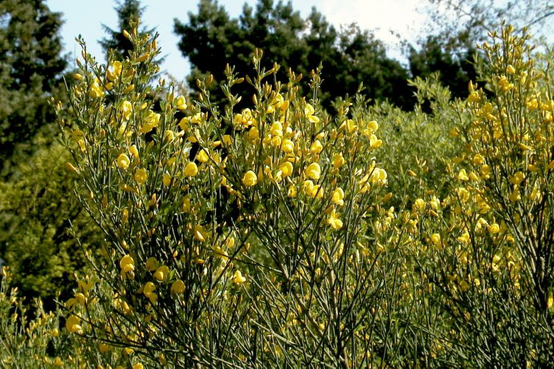 Duftender Kriechginster - Cytisus beanii – Baumschule-Garten.de